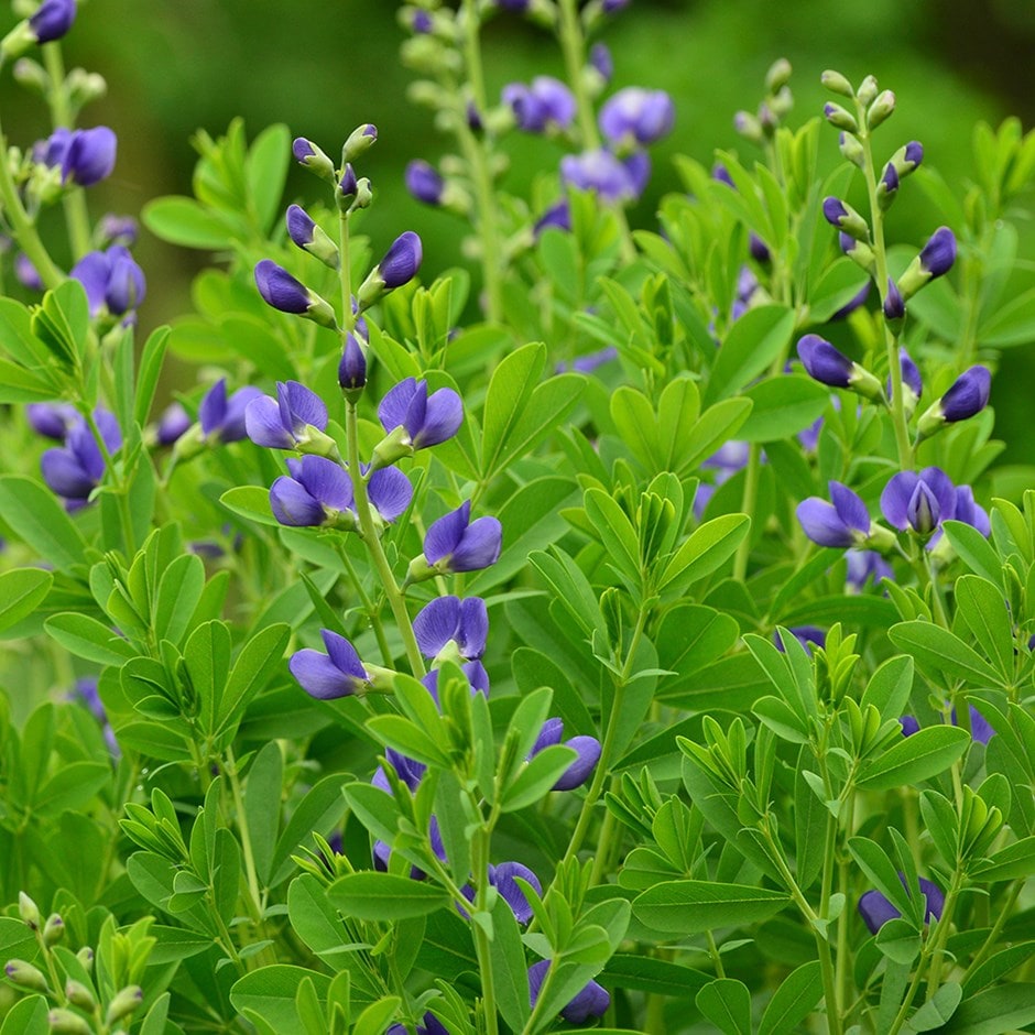 Baptisia australis – Colorwork Nursery