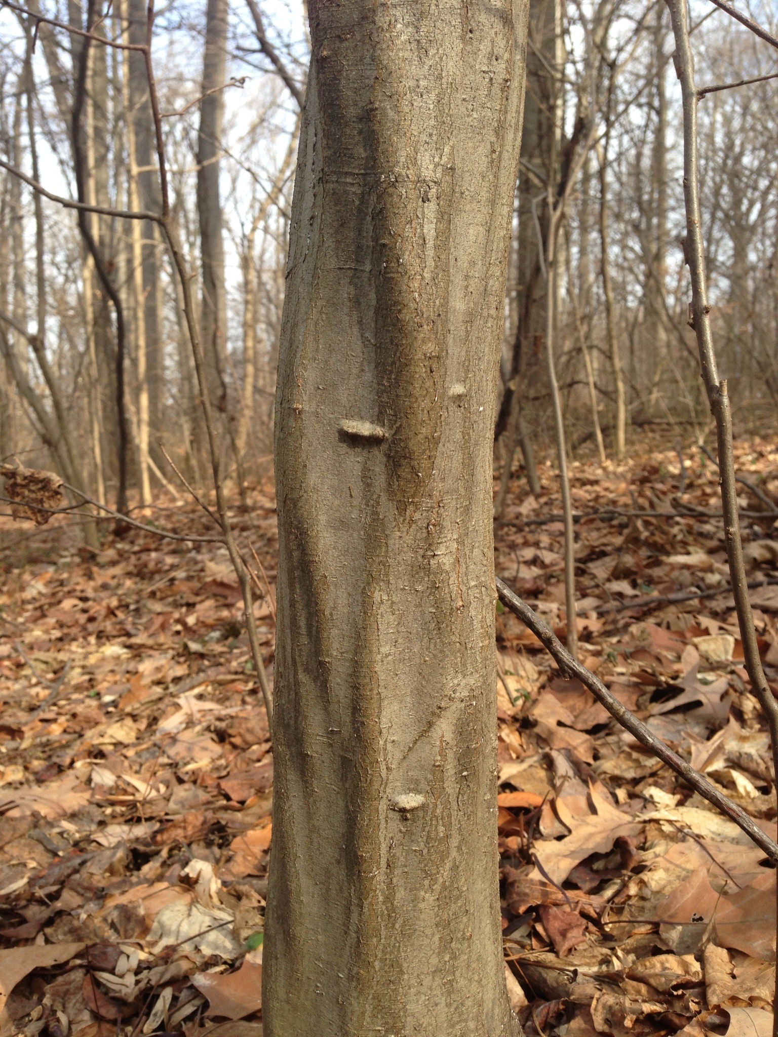 Blue Beech / Musclewood – Colorwork Nursery