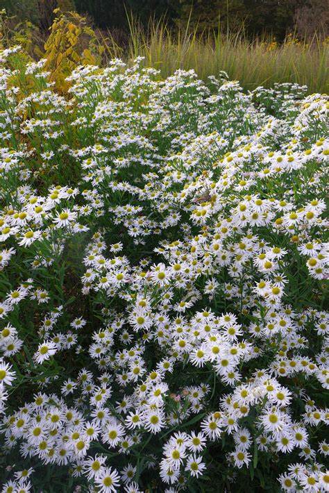 Boltonia asteroides ‘Snowbank’ – Colorwork Nursery