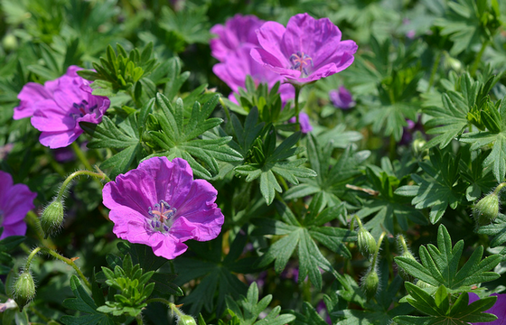 Geranium sanguineum – Colorwork Nursery