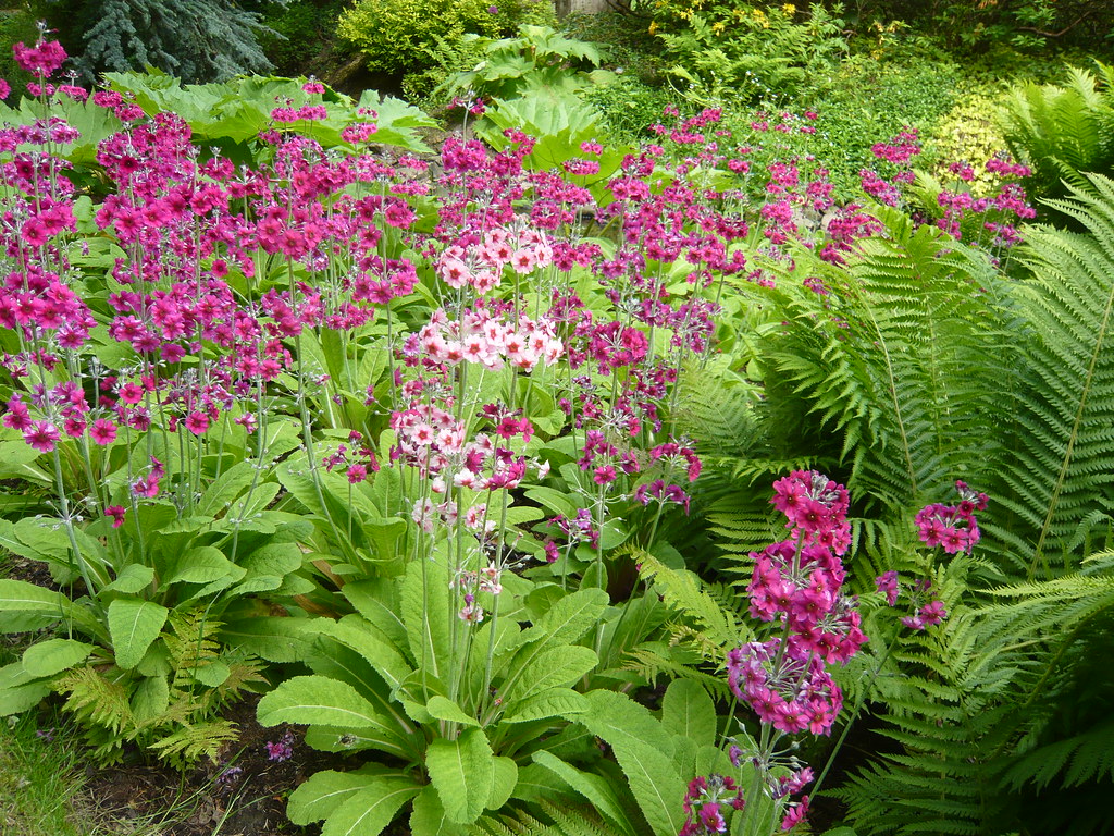 Candelabra Primrose – Colorwork Nursery