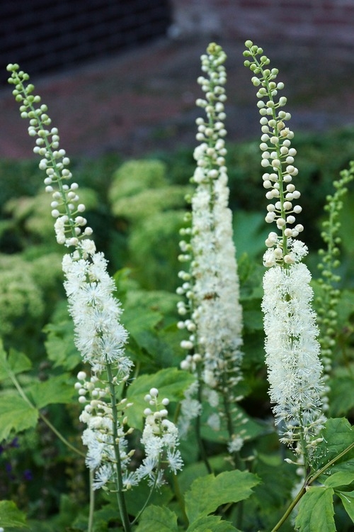 Actaea racemosa – Colorwork Nursery