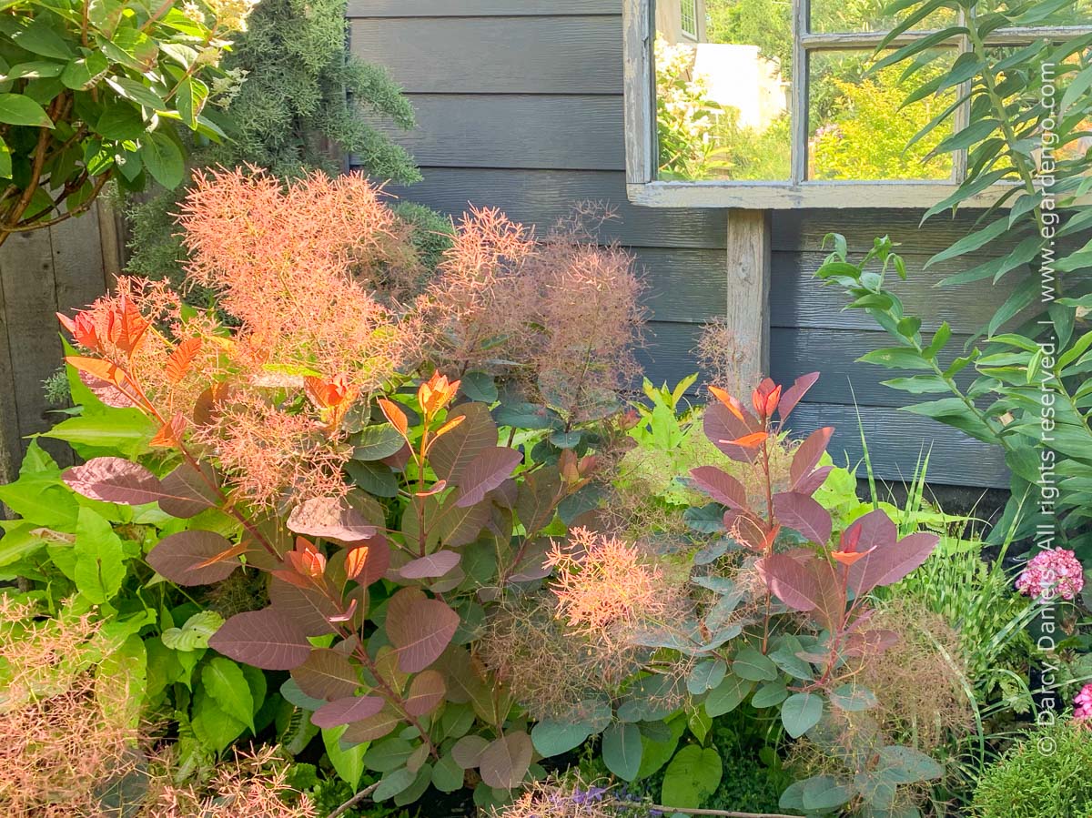 Cotinus x ‘Grace’ – Colorwork Nursery