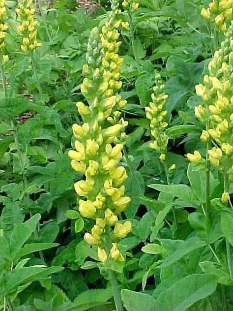 Thermopsis villosum – Colorwork Nursery