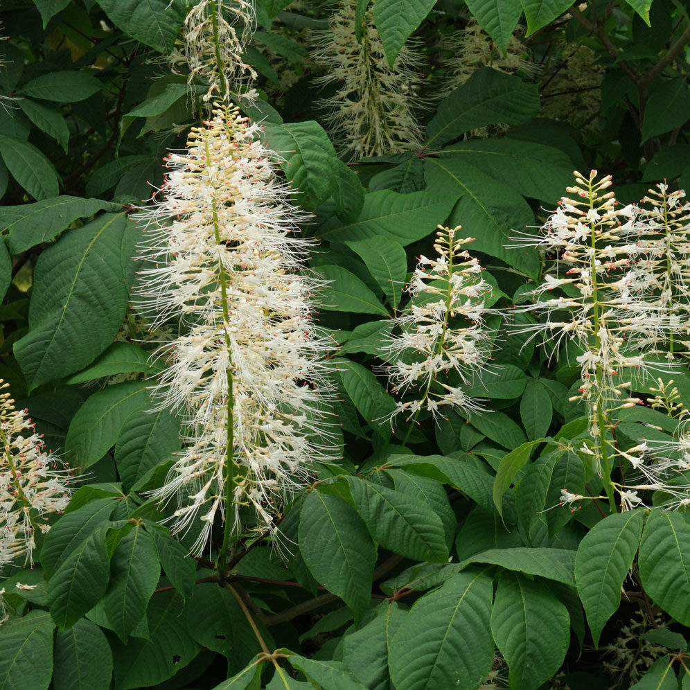 Bottlebrush Buckeye – Colorwork Nursery