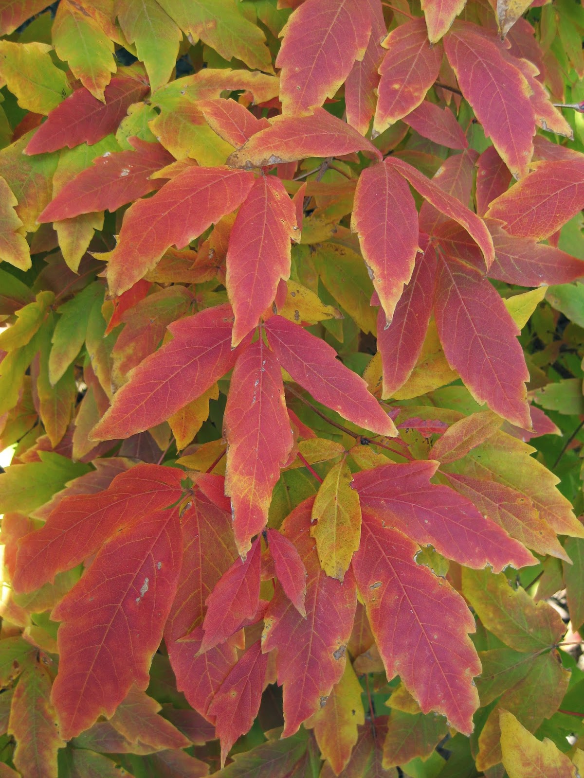 Acer Triflorum – Colorwork Nursery