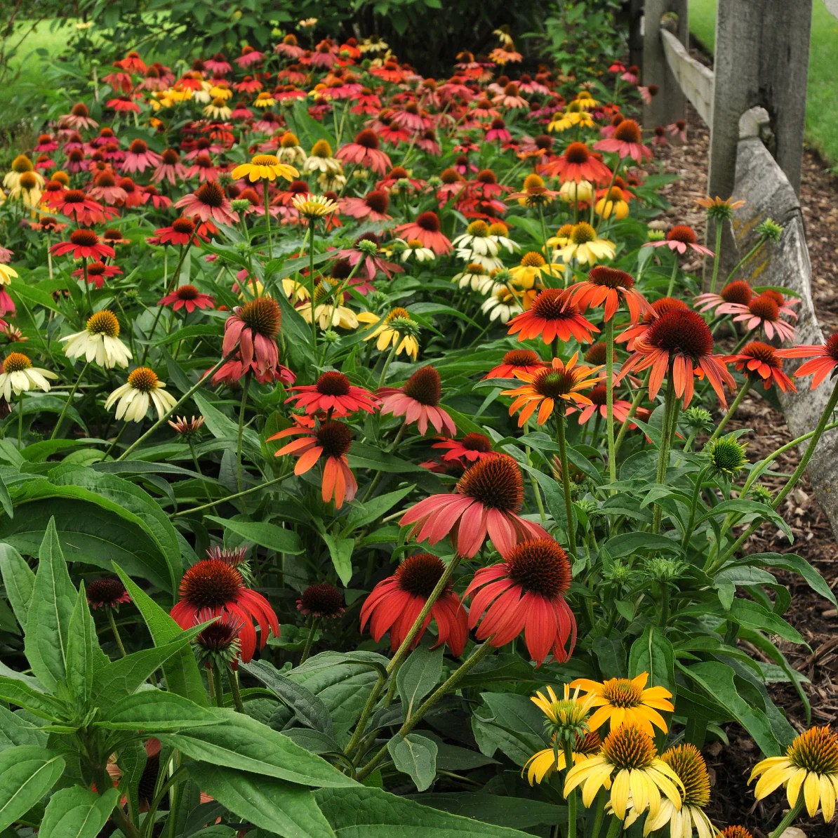Echinacea ‘Cheyenne Spirit’ – Colorwork Nursery