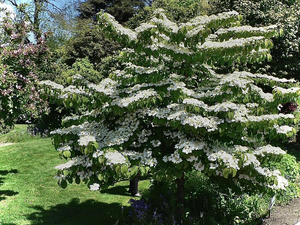 Marie’s Viburnum – Colorwork Nursery